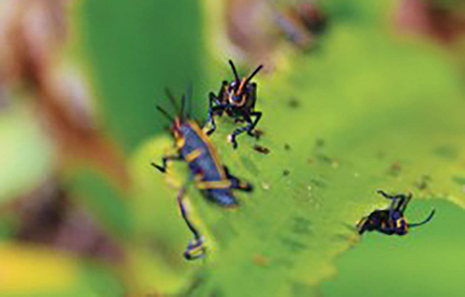 Backyard Bugs: Identifying Insects for Good - Countryside